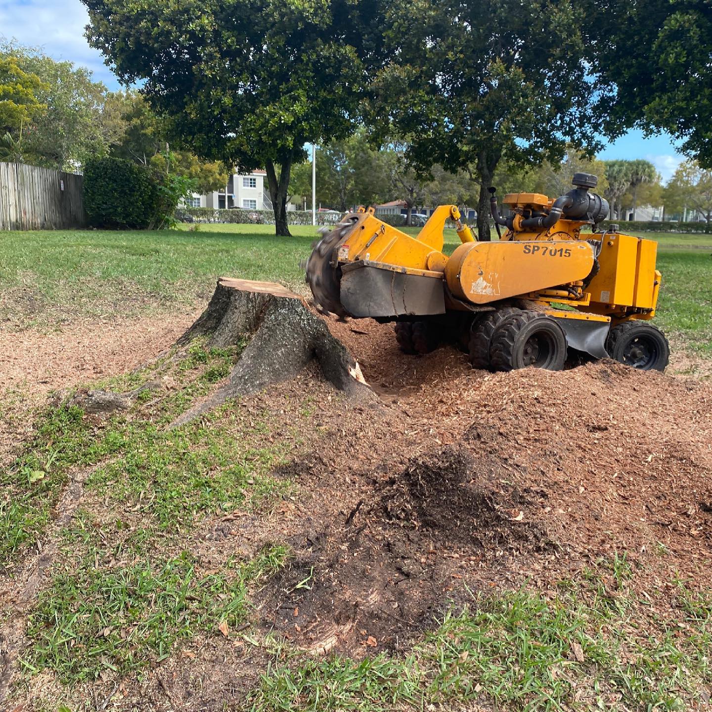 Gallery – Tree Stump Guy